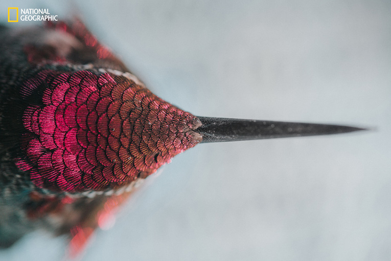 Spectacular Animal Entries in Nat Geo's Nature Photographer of the Year ...